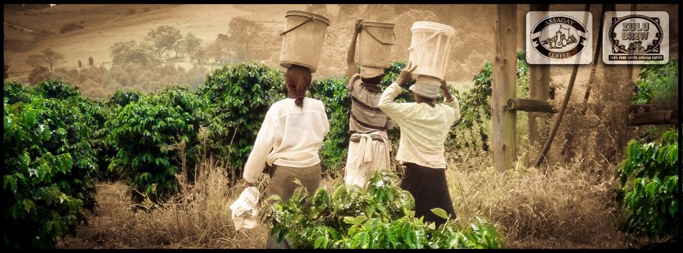 Assagay Coffee Farm – South African Coffee Grown and Roasted