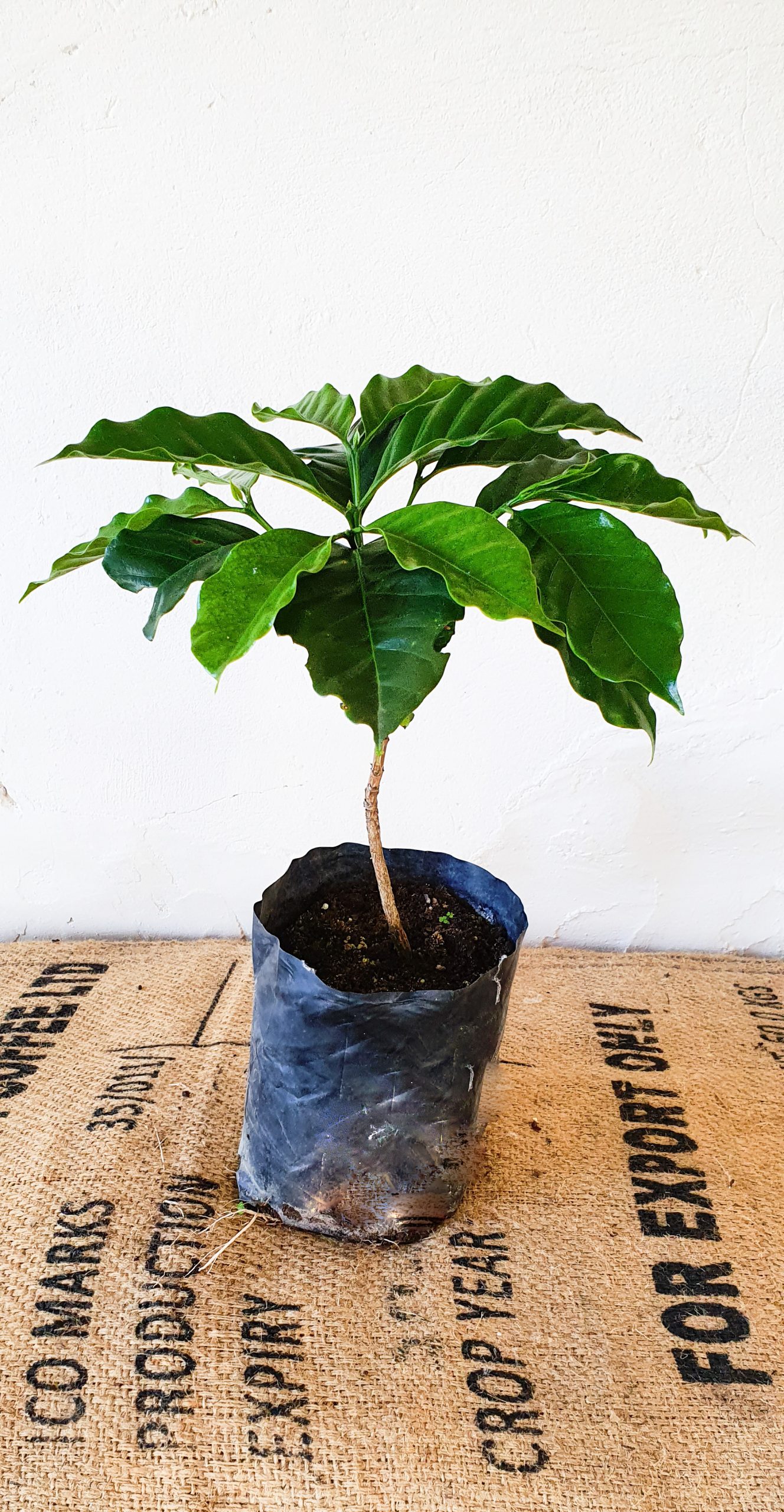 Arabica Coffee Plants | Assagay Coffee Farm